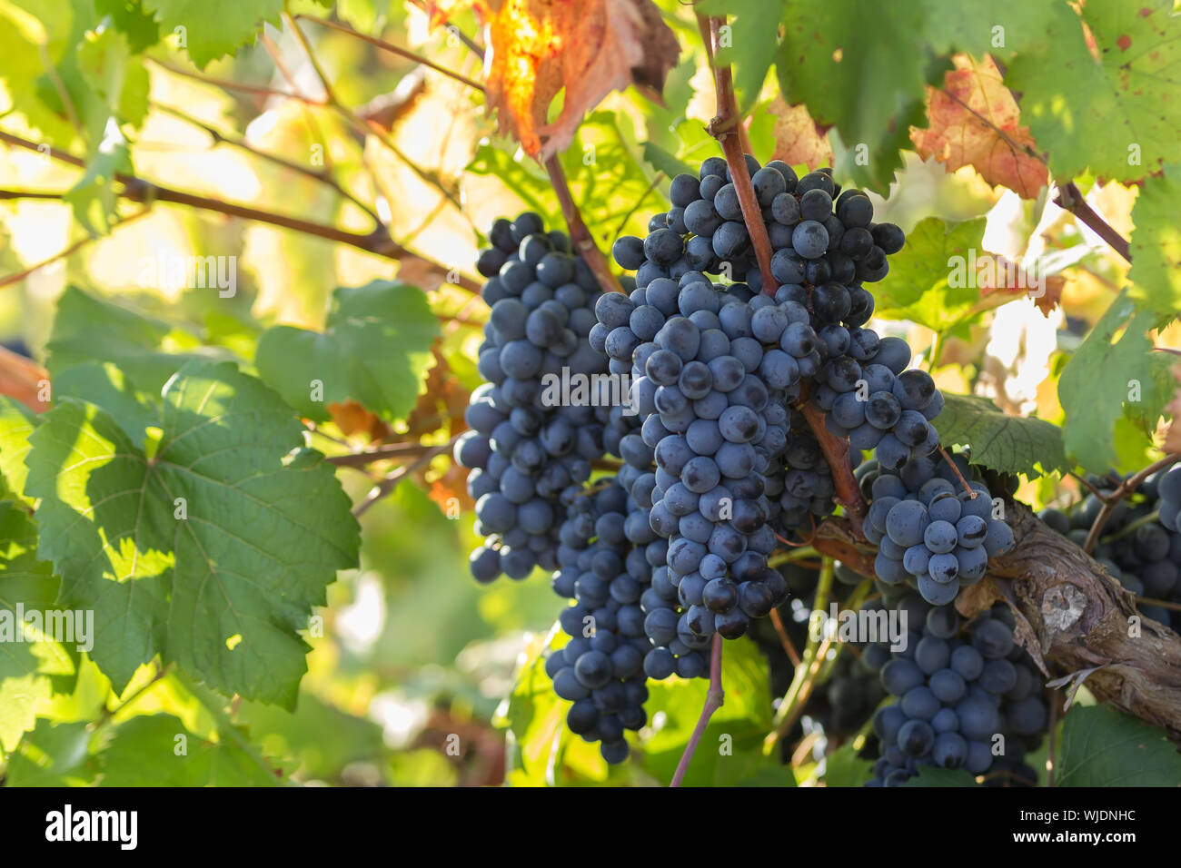 The branch of a vine with bunches of ripe grapes. Primitivo is a grape ...