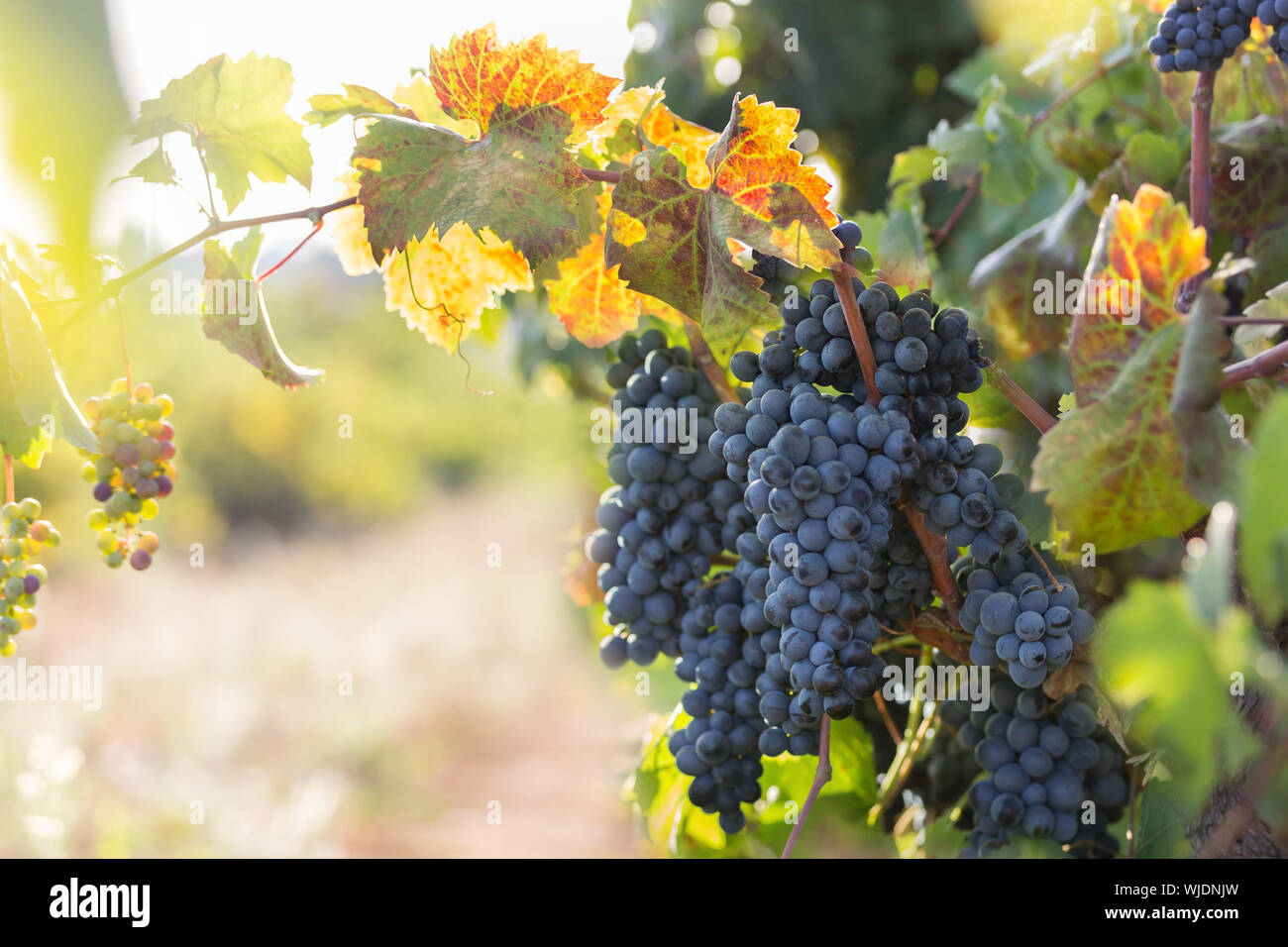 The branch of a vine with bunches of ripe grapes. Primitivo is a grape ...