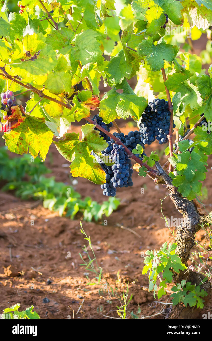 The branch of a vine with bunches of ripe grapes. Primitivo is a grape ...