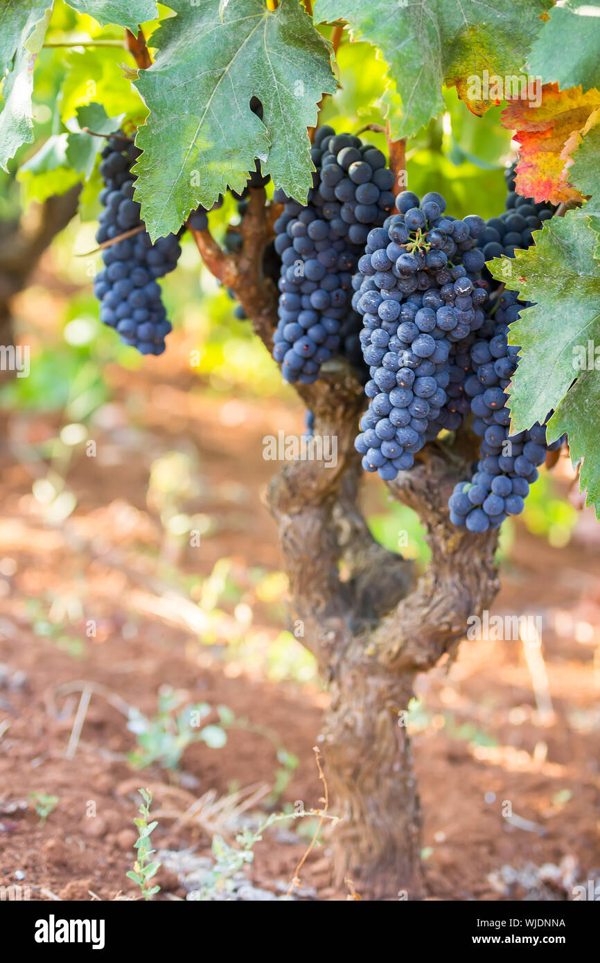 grape vine protection, treating plants with fungicides and insecticides ...