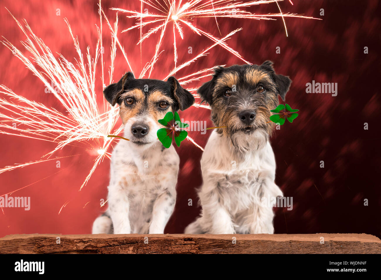 Two dogs carry a four-leaf clover and sit in front of a firework and ...