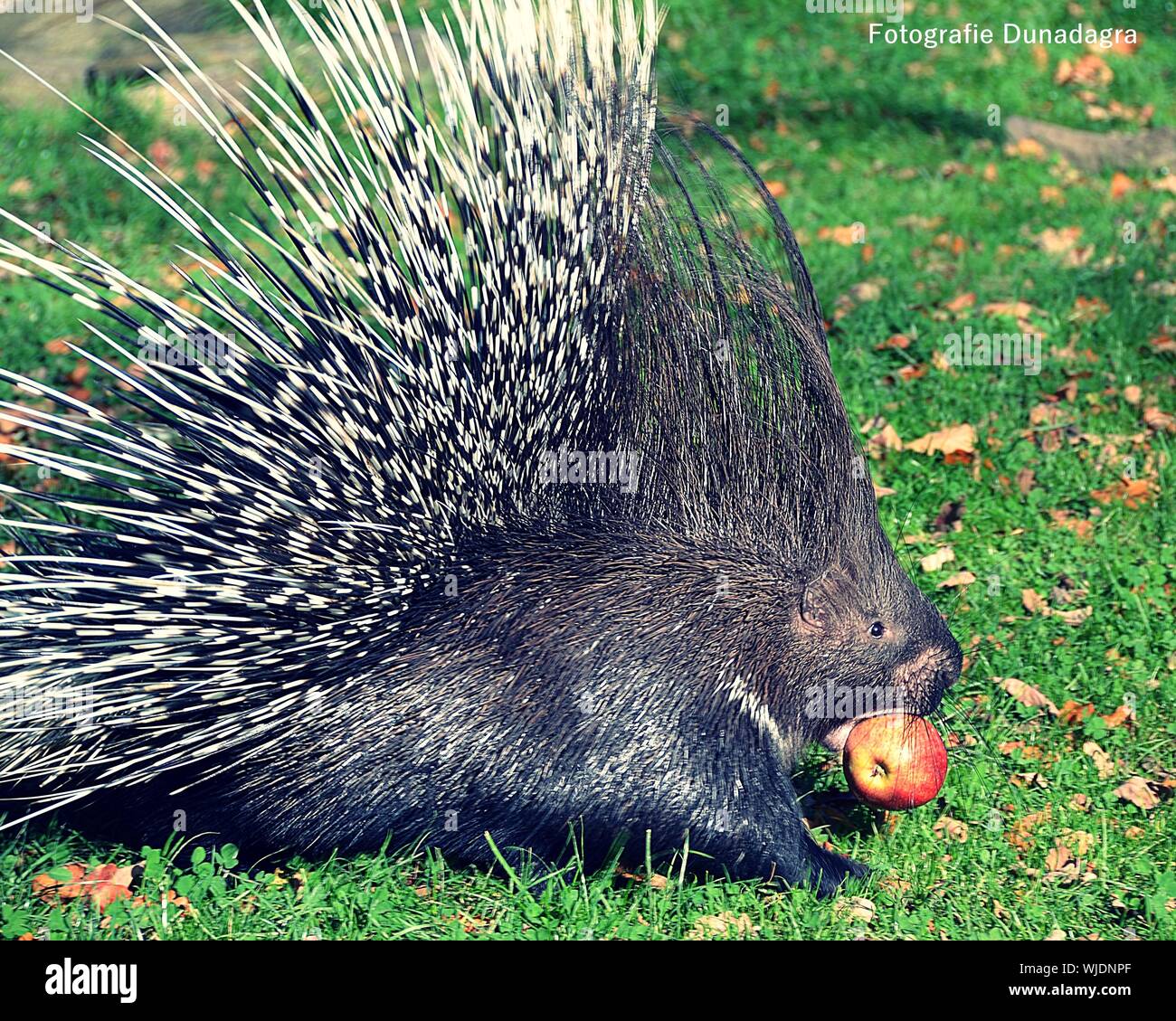 Porcupine eating hi-res stock photography and images - Alamy