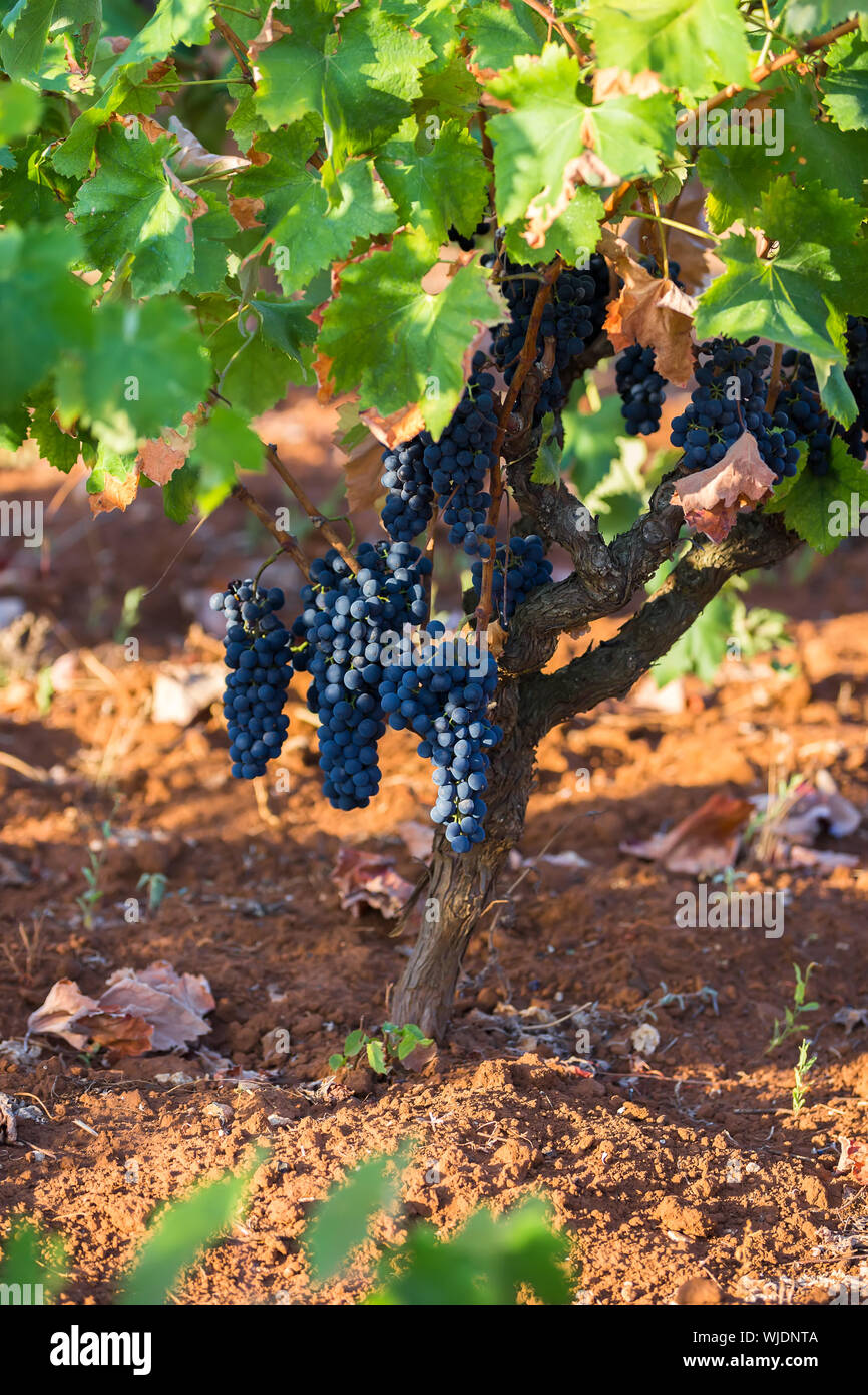 The branch of a vine with bunches of ripe grapes. Primitivo is a dark ...