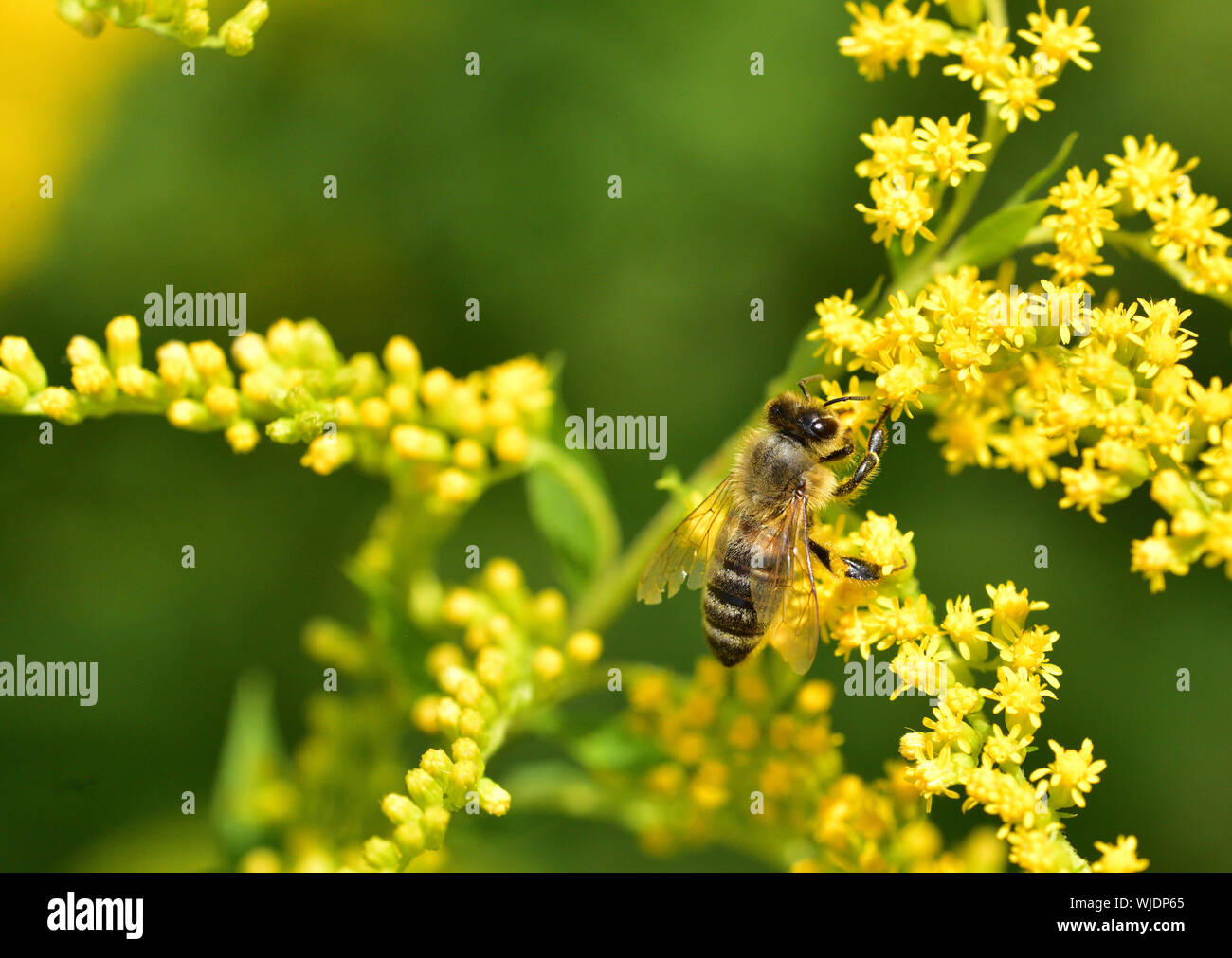 Macrophotography of bee polinating yellow flower in blossom Stock Photo ...