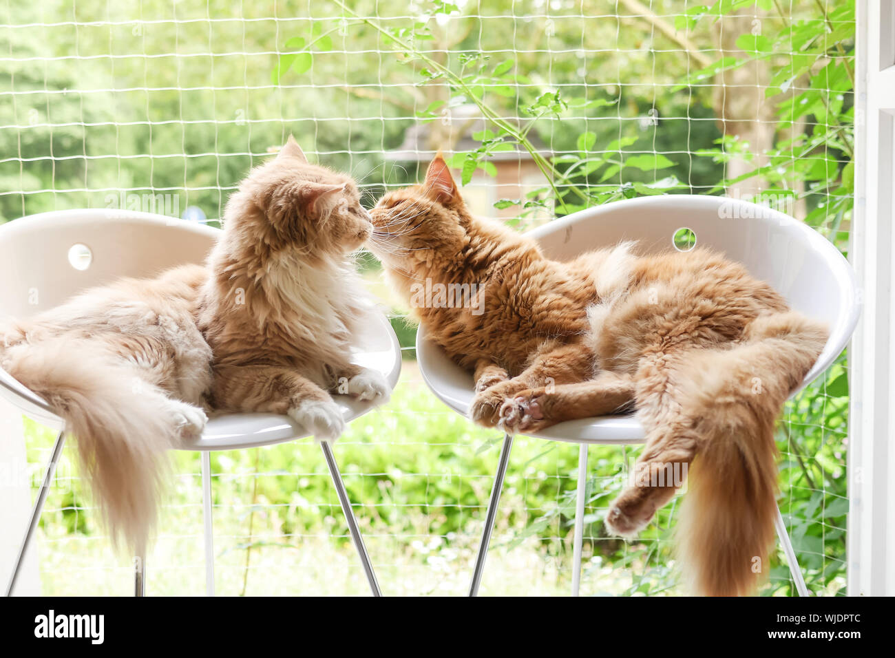 Two cats indoors tail hi-res stock photography and images - Alamy