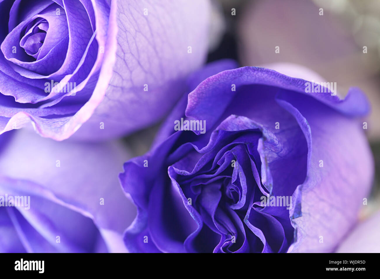 macro background of beautiful violet roses Stock Photo - Alamy