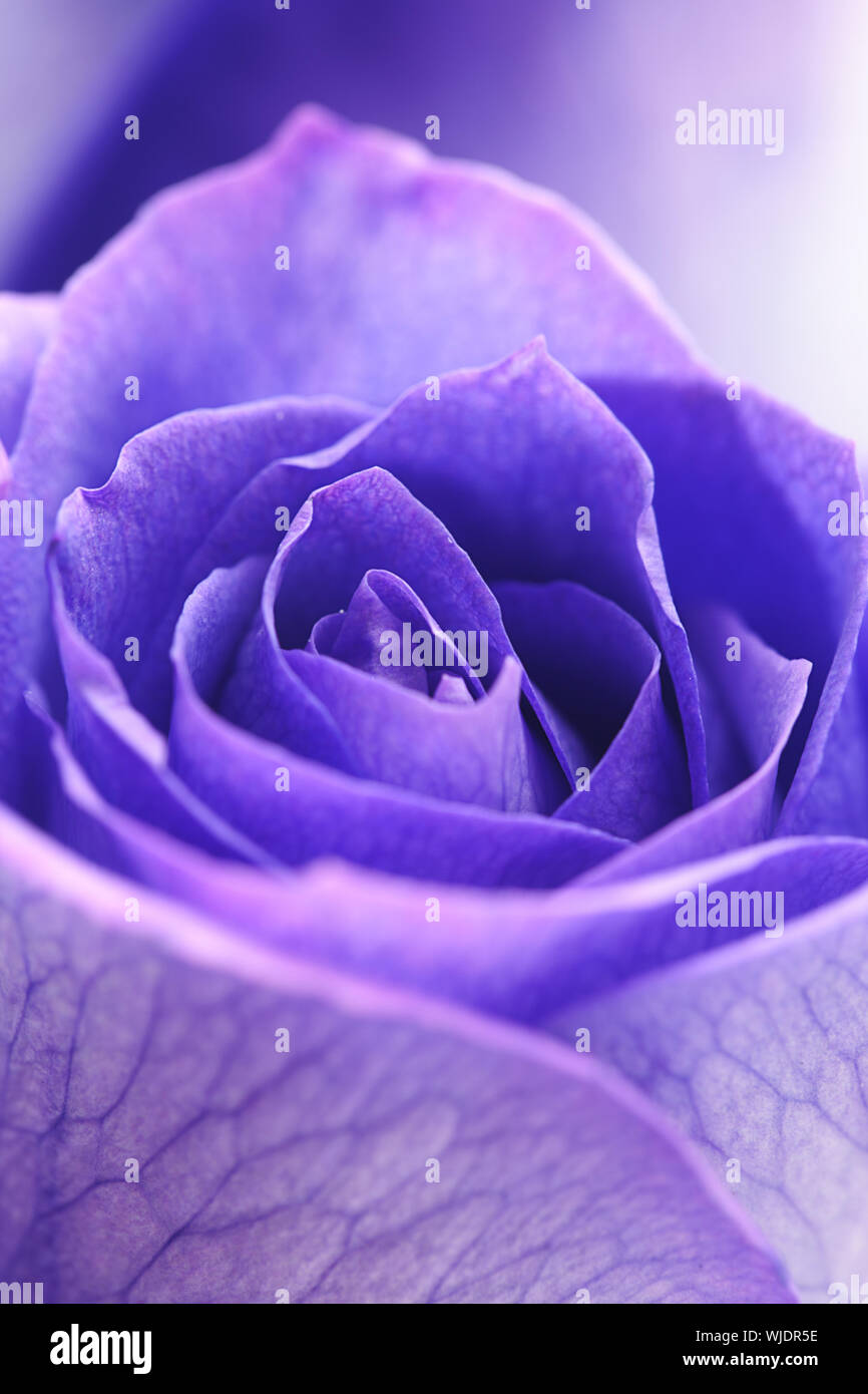 macro background of beautiful violet roses Stock Photo - Alamy