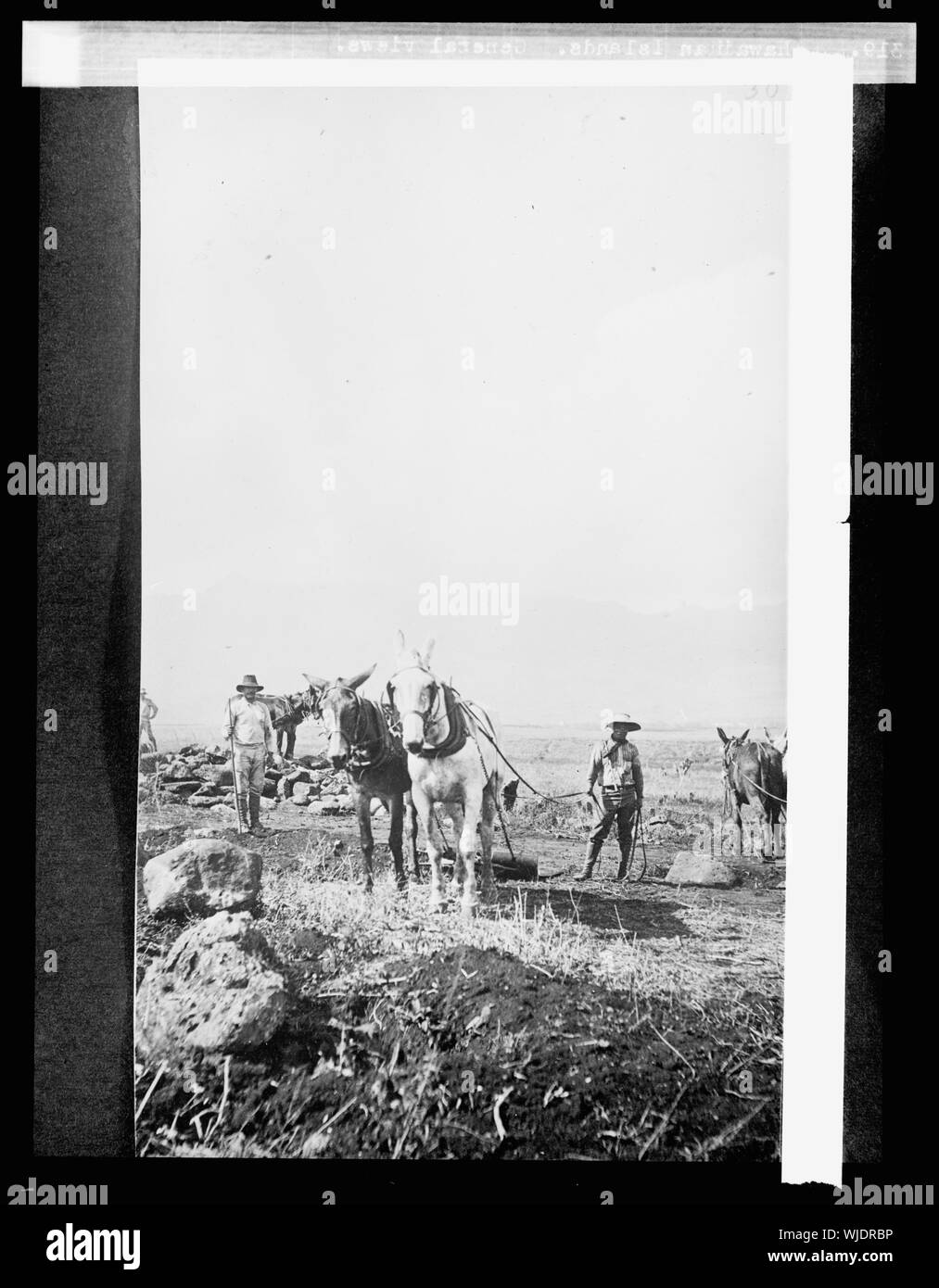 Rainforest island of hawaii Black and White Stock Photos & Images - Alamy