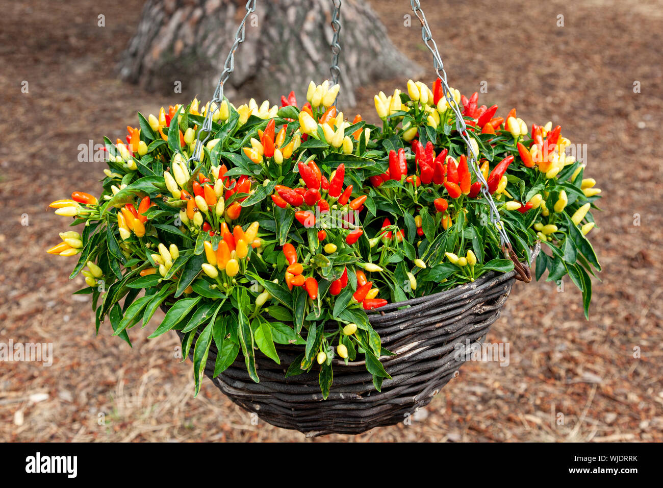 Chilli hanging basket hi-res stock photography and images - Alamy