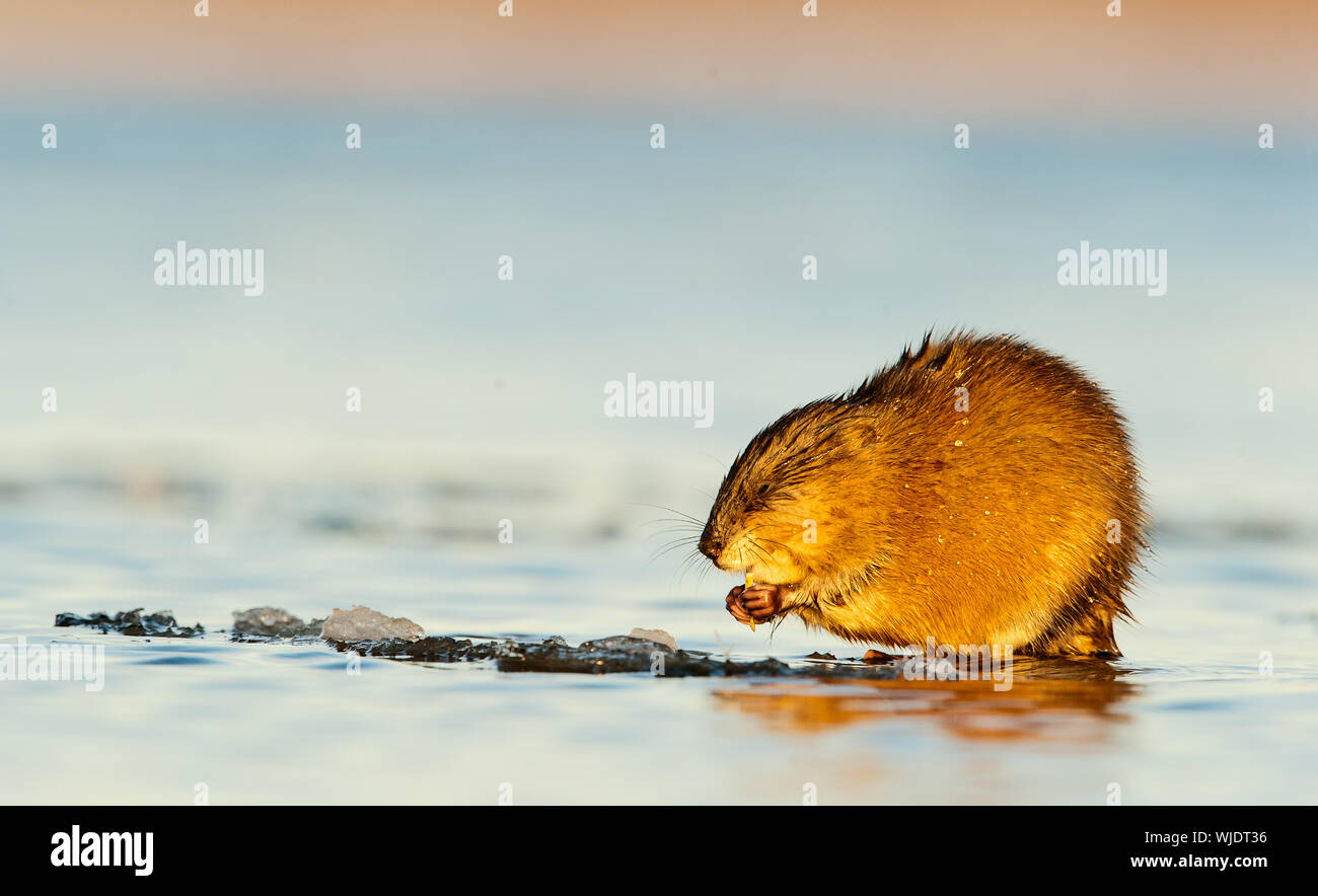 The muskrat (Ondatra Zibethica) sits on a sunset sunlight Stock Photo ...