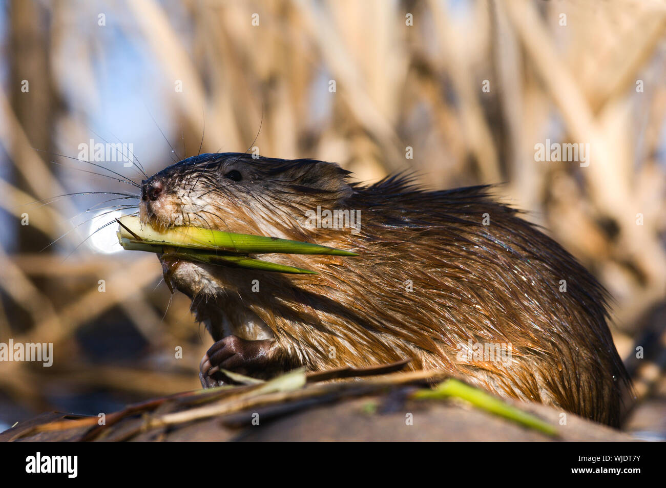 Cane rat hi-res stock photography and images - Alamy