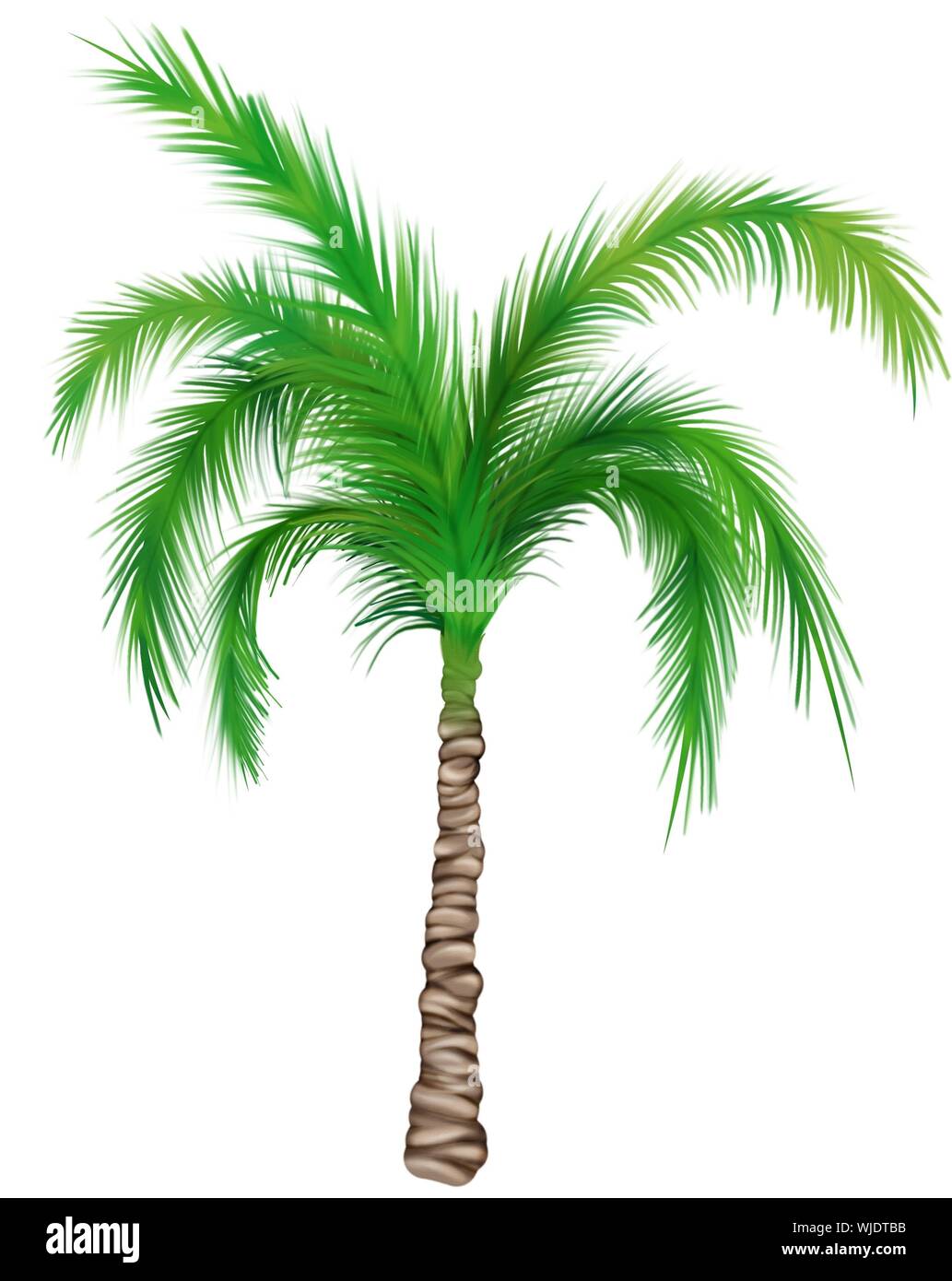 Palm tree top Cut Out Stock Images & Pictures - Alamy