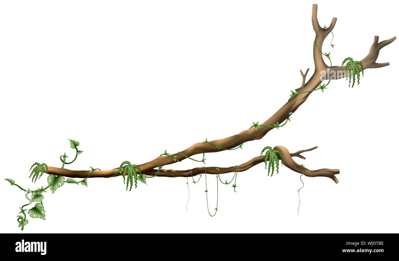 Creeping tree Cut Out Stock Images & Pictures - Alamy