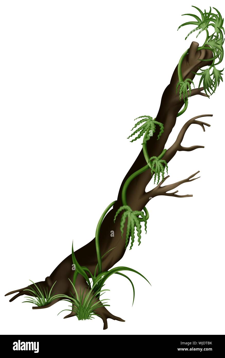 Trunk Tree and Creeping Plants Stock Photo - Alamy