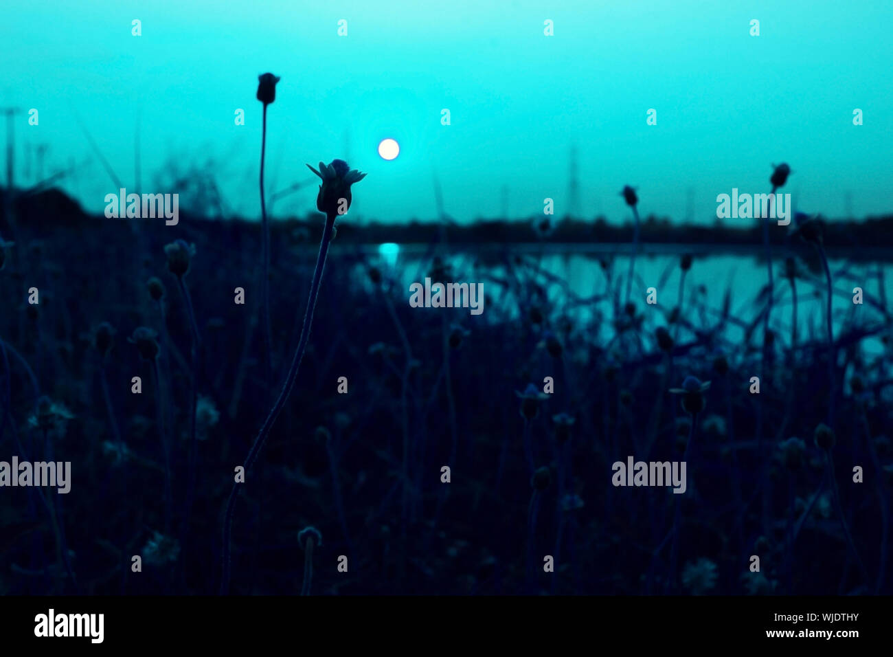 Field of flowers with night at the river Stock Photo - Alamy