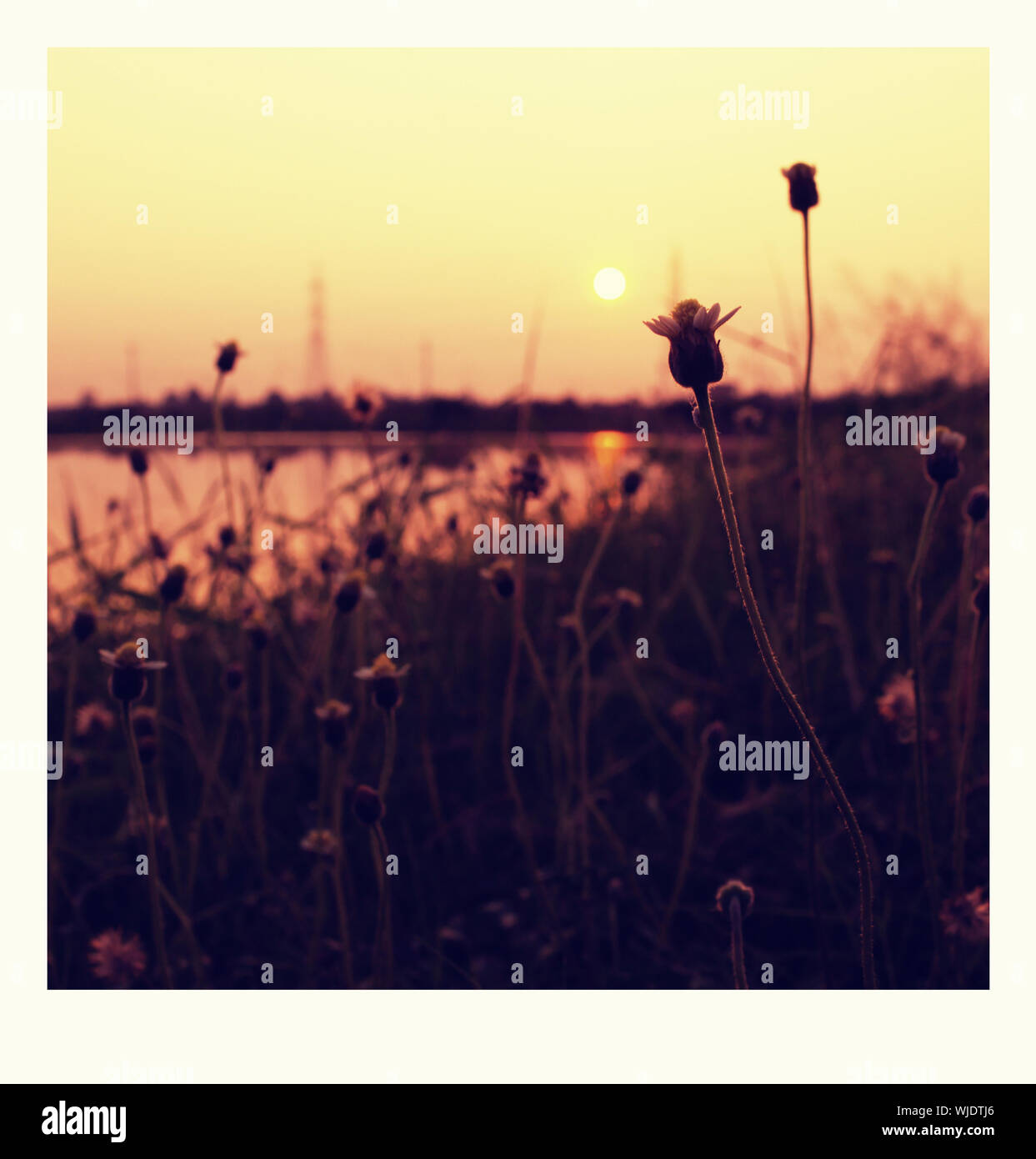 Field of flowers with Sunset at the river Stock Photo - Alamy