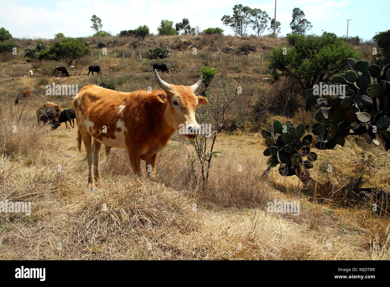 A cow grazing on the mexican pasture Stock Photo - Alamy