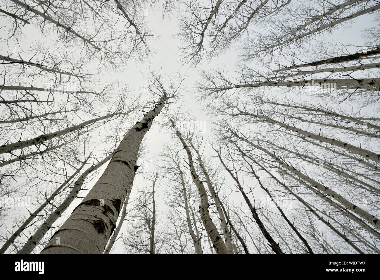 Young aspen trees hi-res stock photography and images - Alamy
