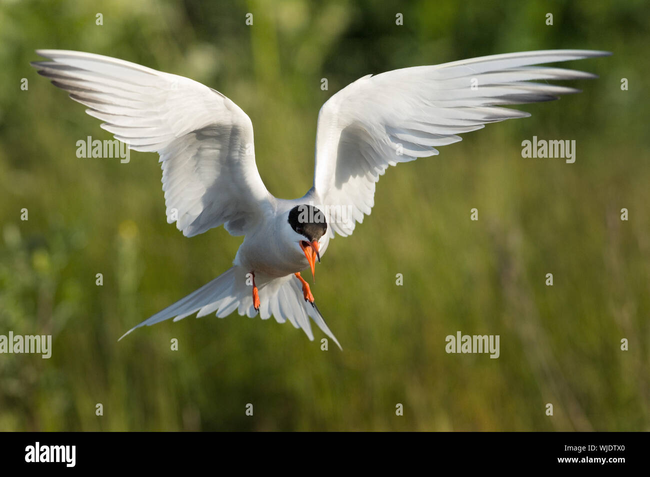 The Common Tern is a seabird of the tern family Sternidae. This bird ...