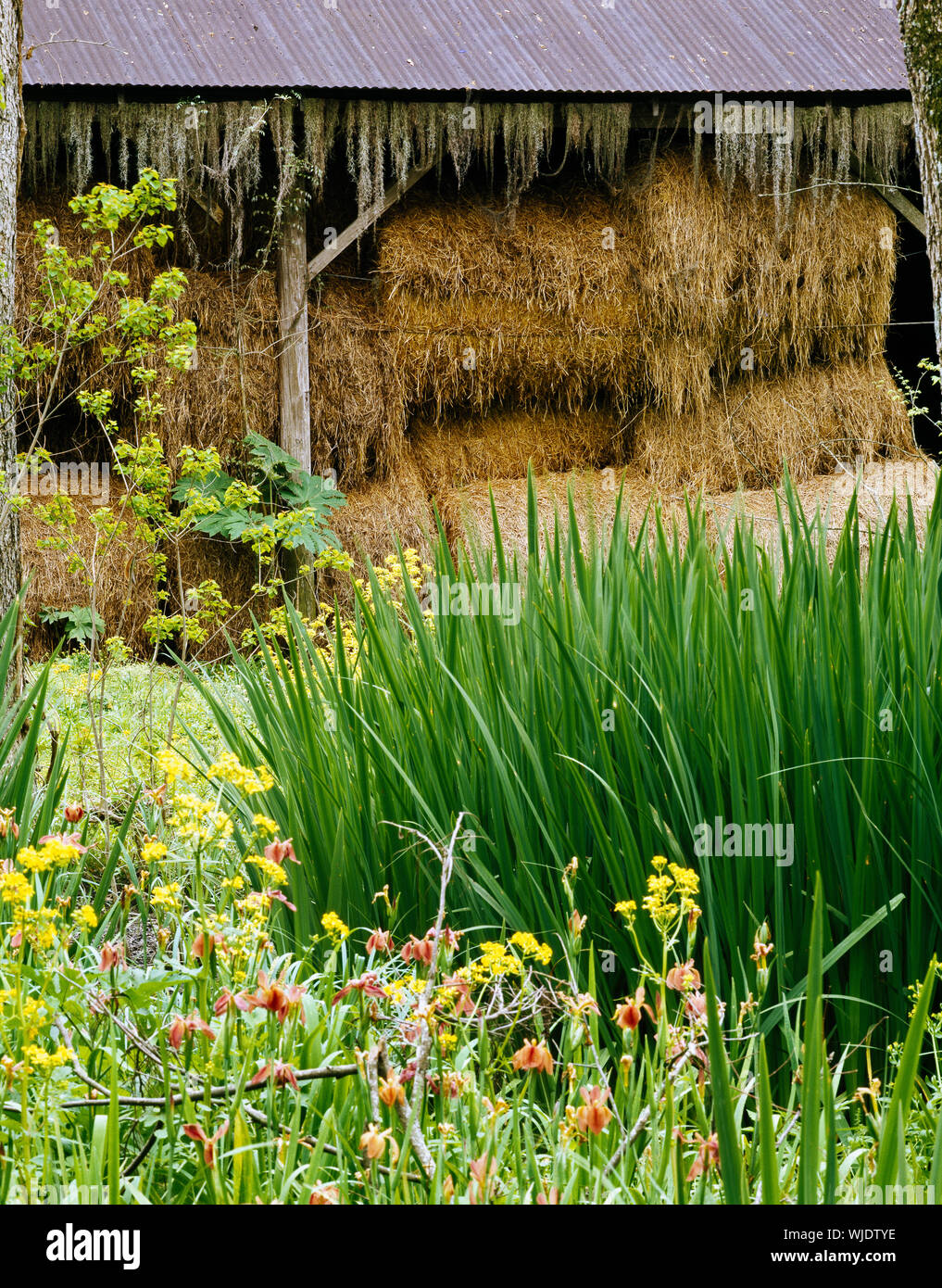 Parlange plantation hi-res stock photography and images - Alamy