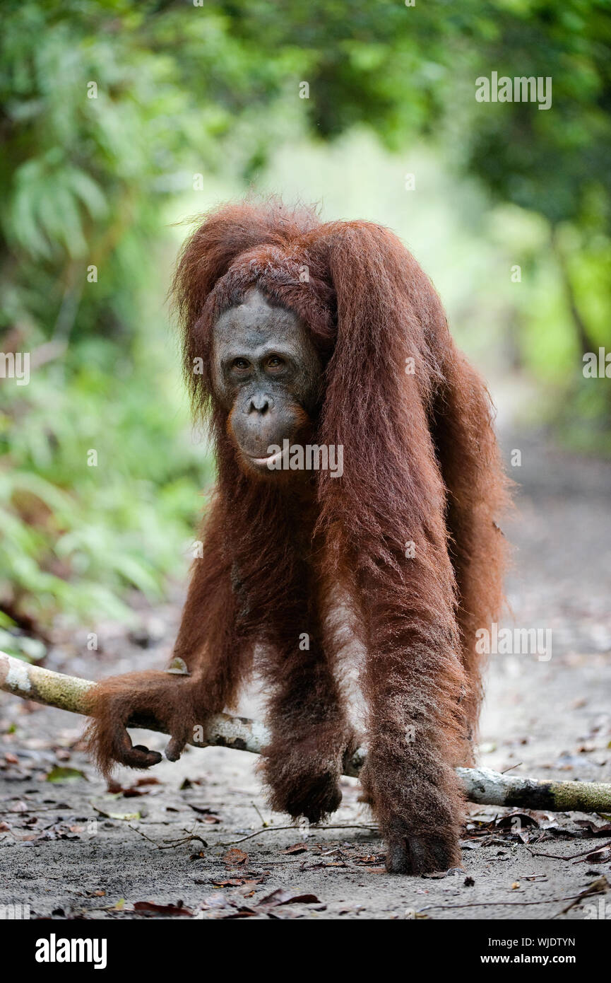 Indonesia.Borneo. Rainforest. Camp Leakey Pongo pygmaeus wurmbii ...