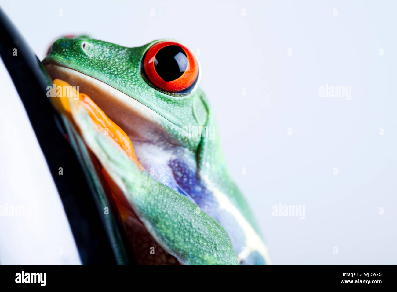 Big eyed animals hi-res stock photography and images - Alamy