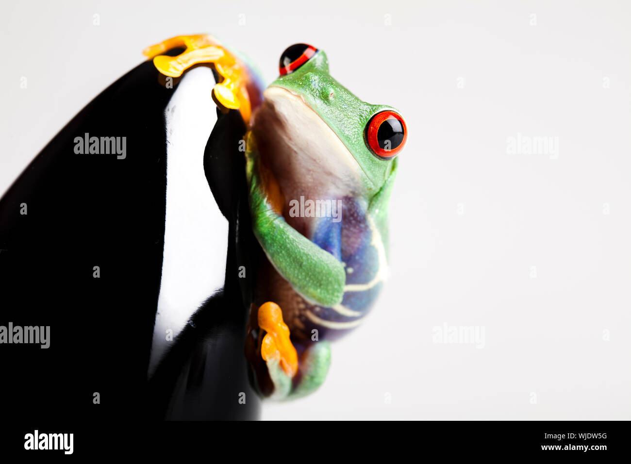Black eyed tree frog hi-res stock photography and images - Alamy