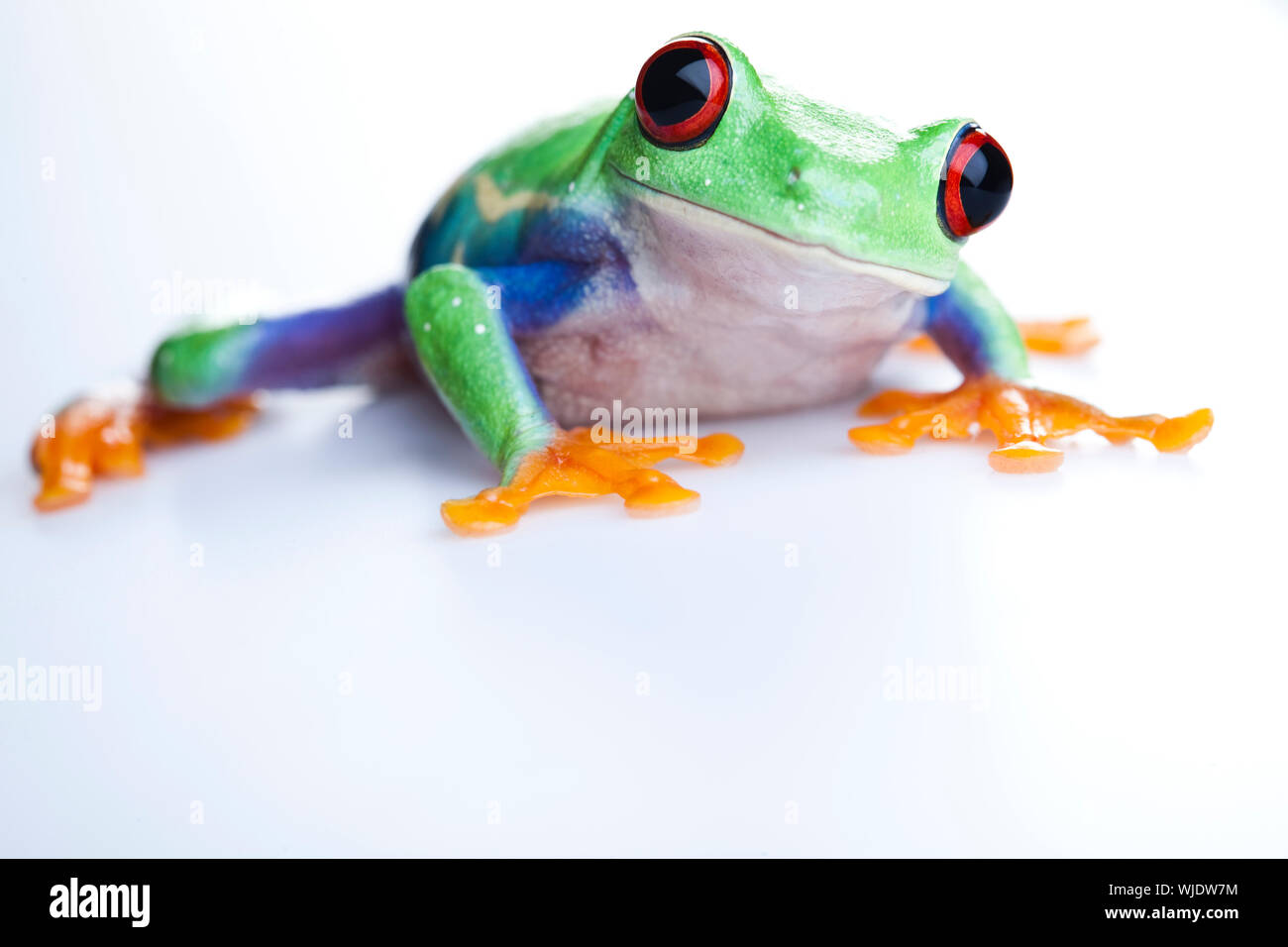 Crazy frog hi-res stock photography and images - Alamy