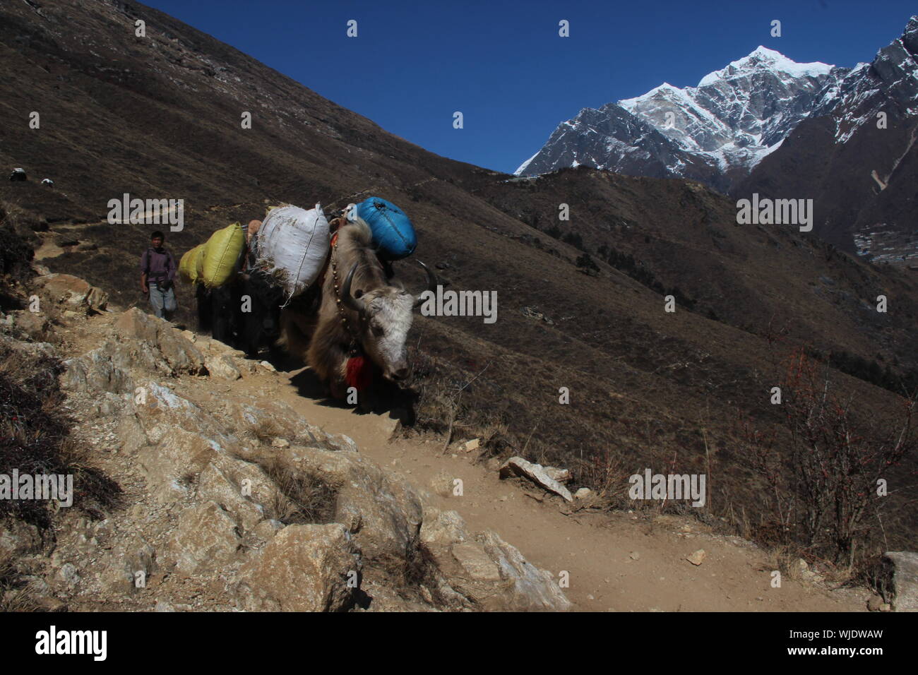 Nepal yak caravan hi-res stock photography and images - Alamy