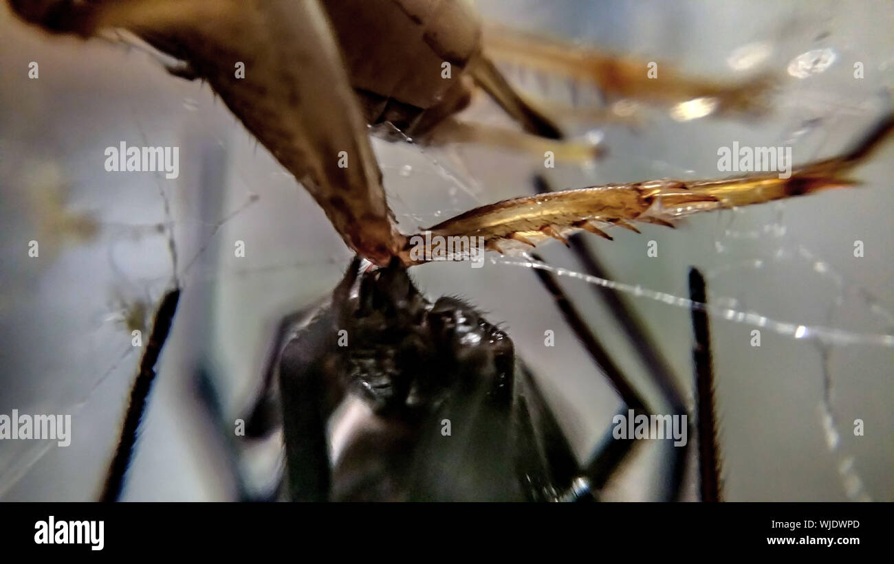 Prey spider hi-res stock photography and images - Alamy