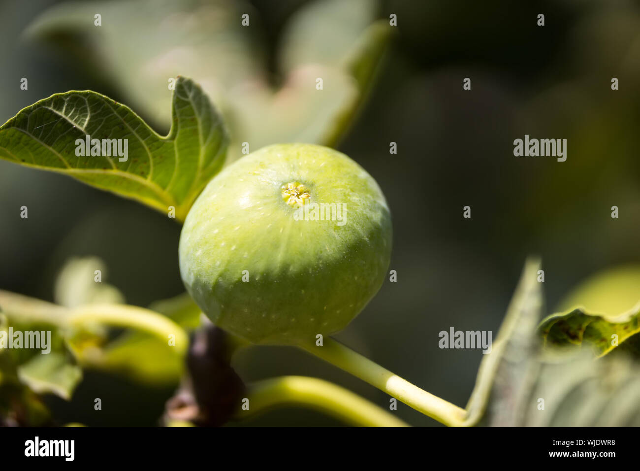 Ficus carica fig tree italy hi-res stock photography and images - Alamy