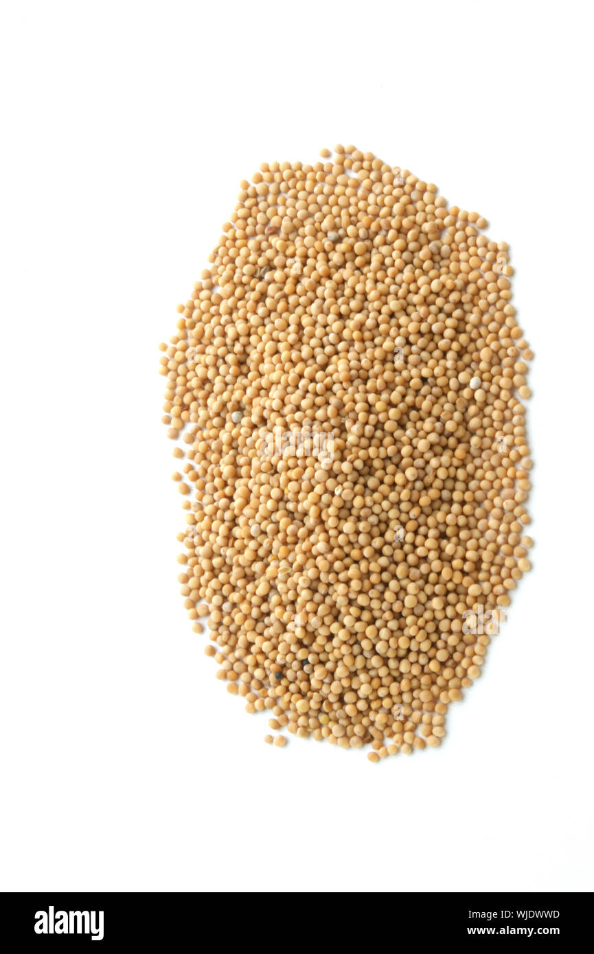 Mustard seeds are tiny round seed Stock Photo - Alamy