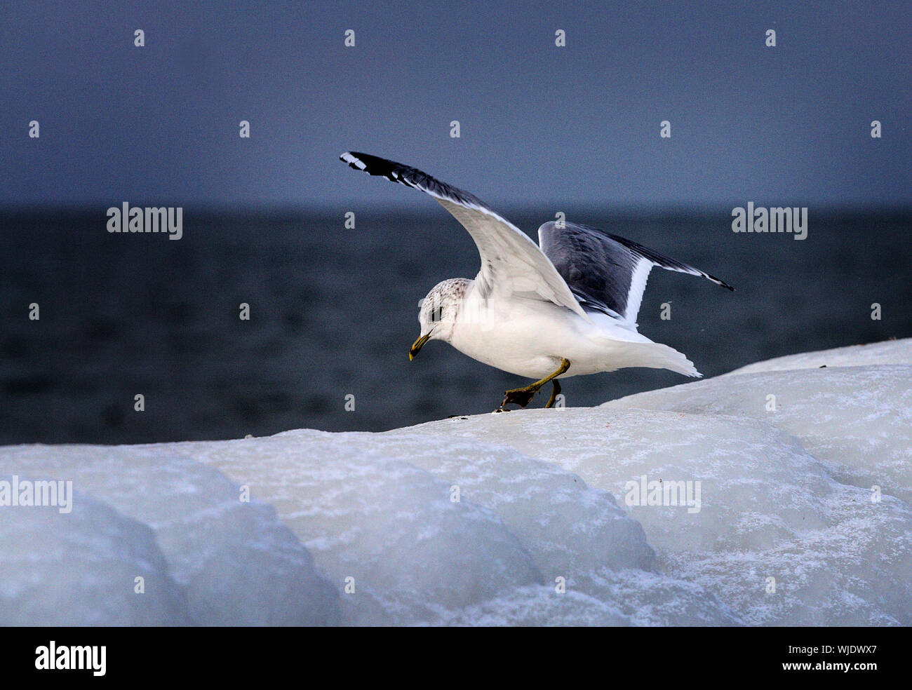 Cold weather seagull hi-res stock photography and images - Alamy