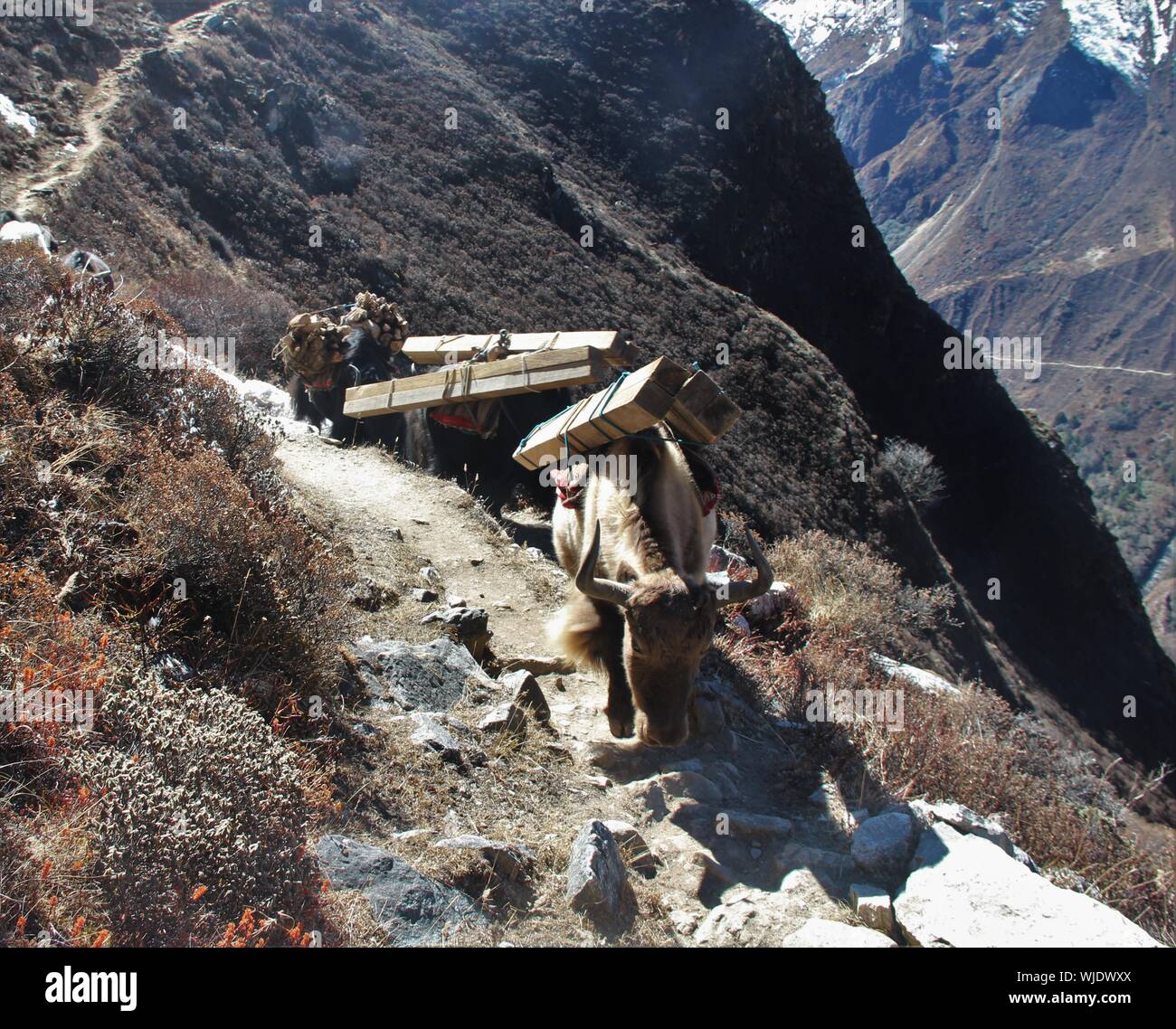Nepal yak caravan hi-res stock photography and images - Alamy