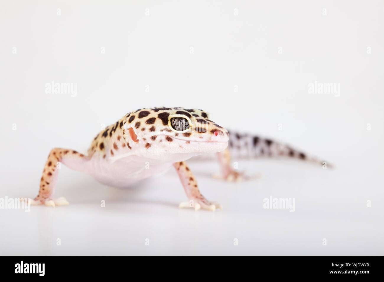 Gecko in a white background Stock Photo - Alamy
