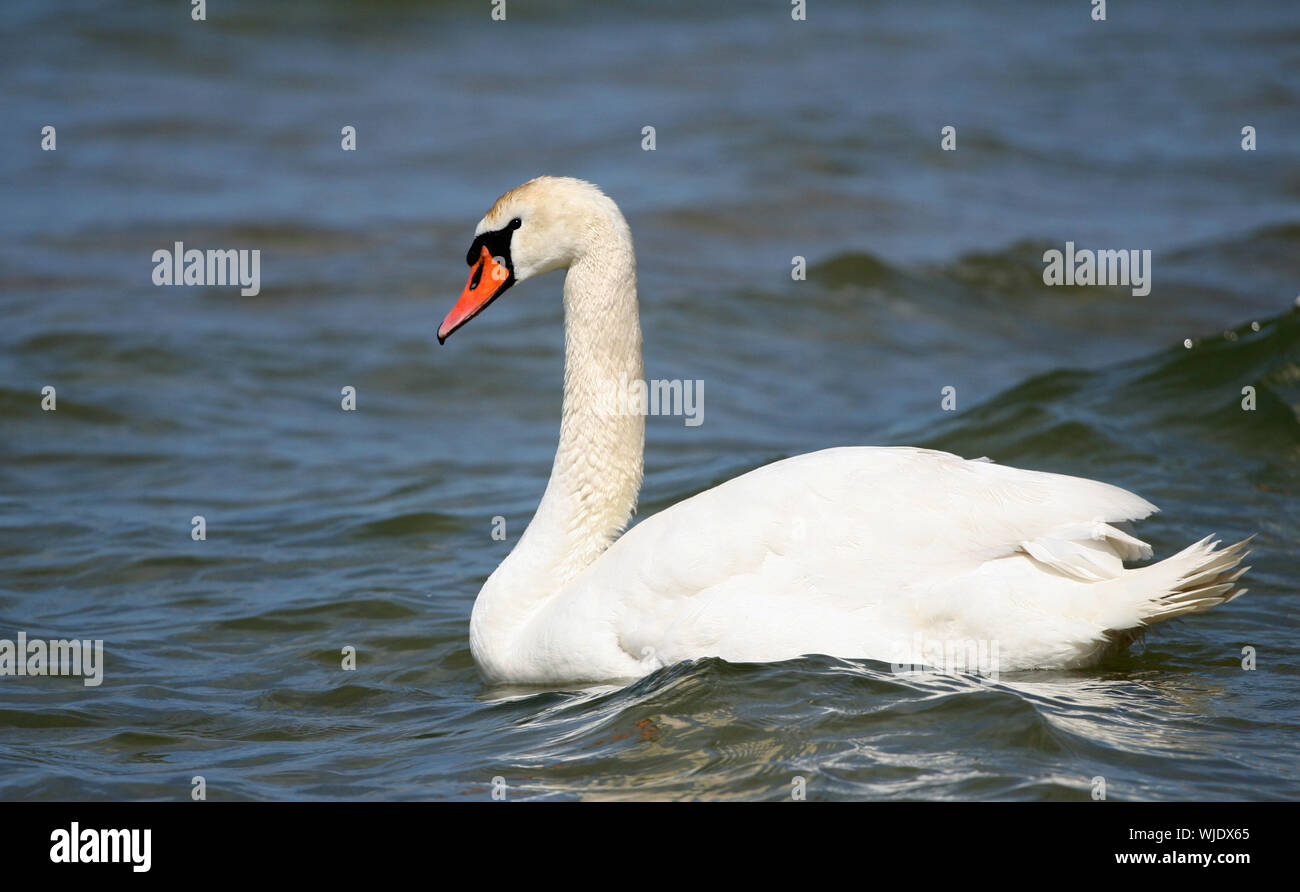 swan at sea Stock Photo - Alamy