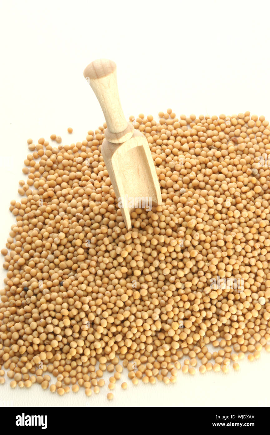 Mustard seeds are tiny round seed Stock Photo - Alamy