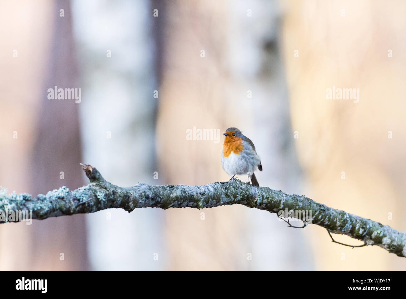 Robin on curved branch, stripy background from out of focus trees Stock ...