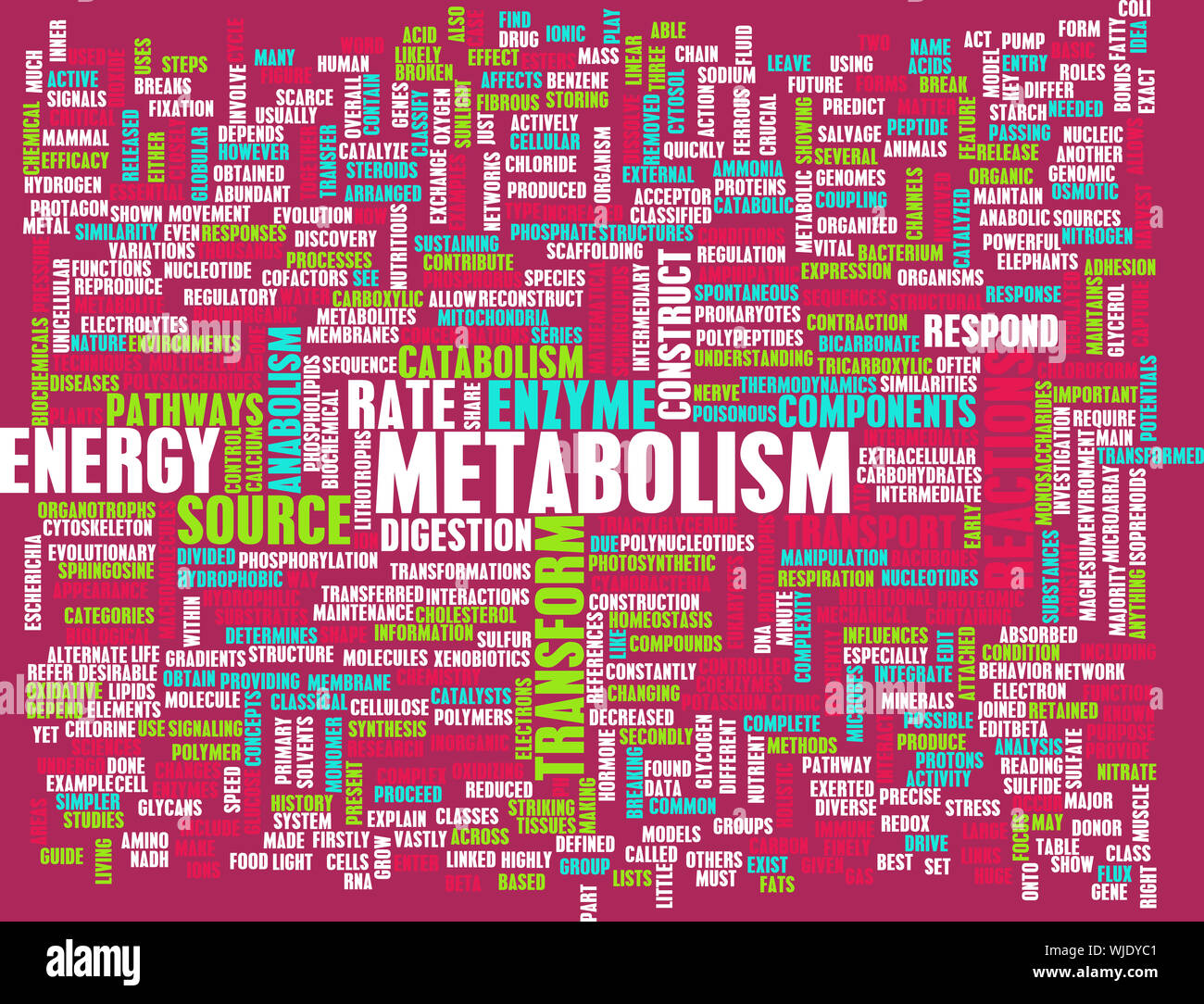 Metabolism as a Medical Health Exercise Concept Stock Photo - Alamy