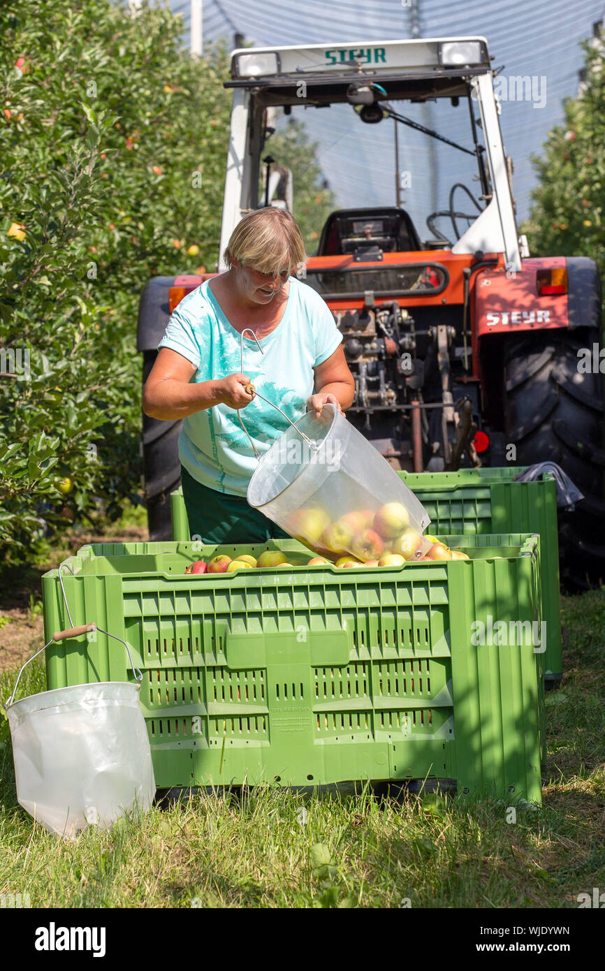Crate apples tractor hi-res stock photography and images - Alamy