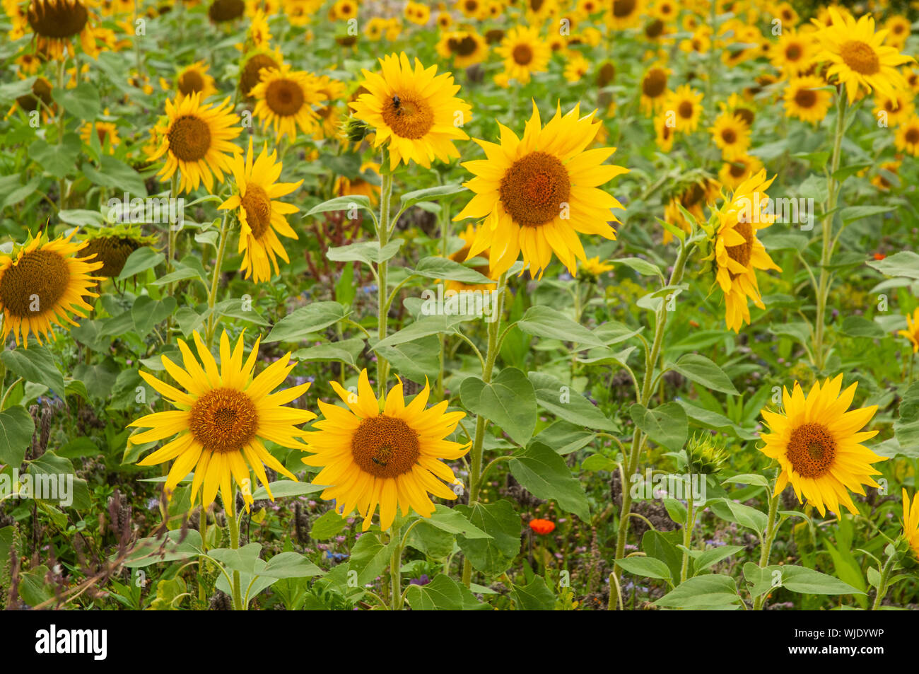 common sunflowers, helianthus annuus, in field on summer day Stock ...