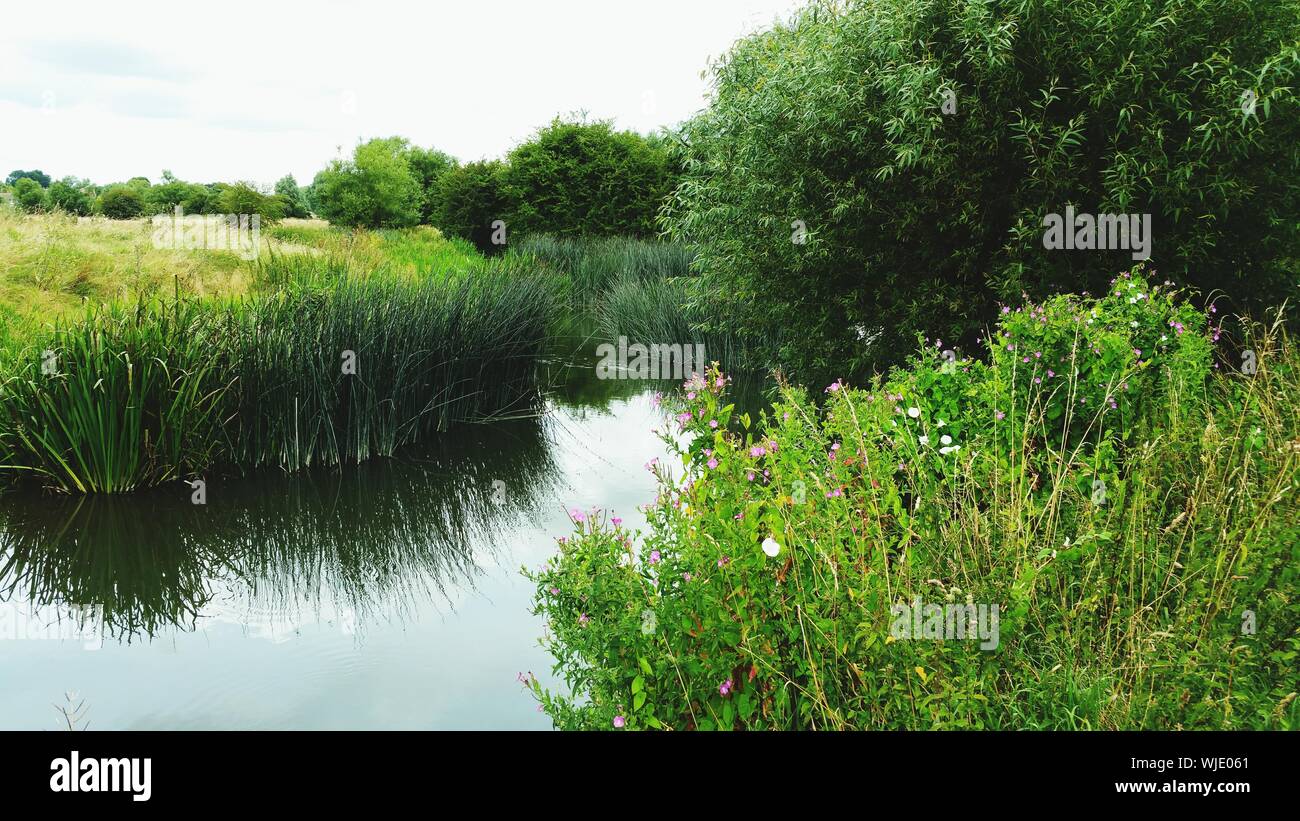 Reed in pond hi-res stock photography and images - Alamy