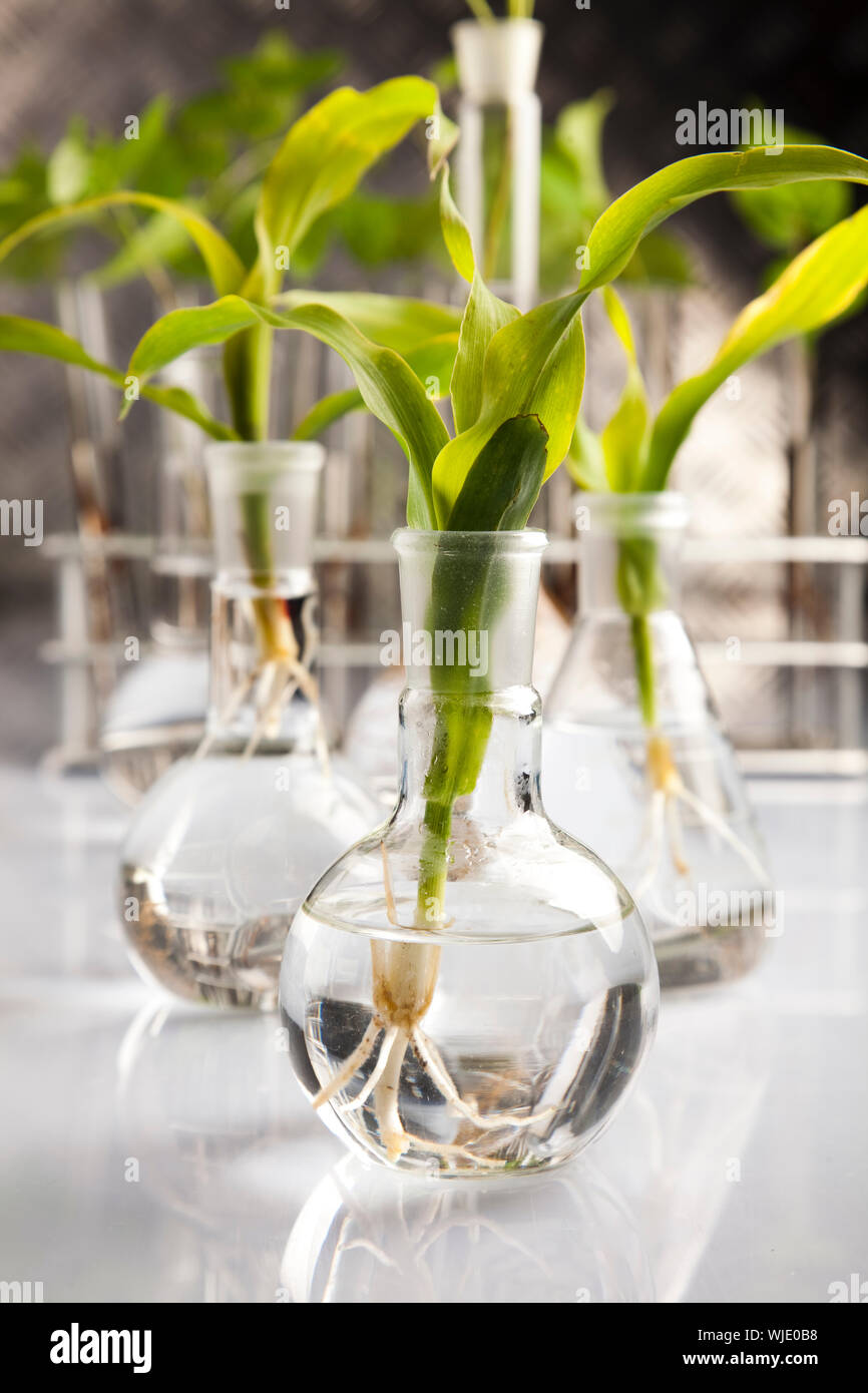 Working in a laboratory and plants Stock Photo - Alamy