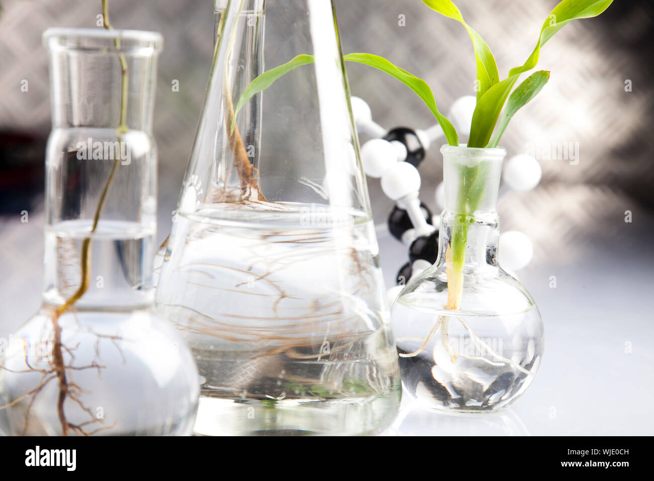 Ecology laboratory experiment Stock Photo - Alamy