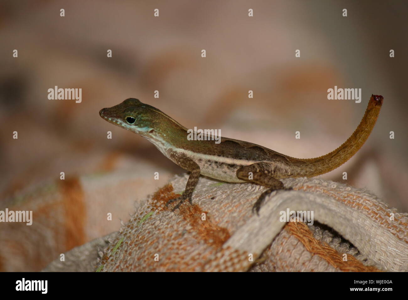 Injured reptile hi-res stock photography and images - Alamy