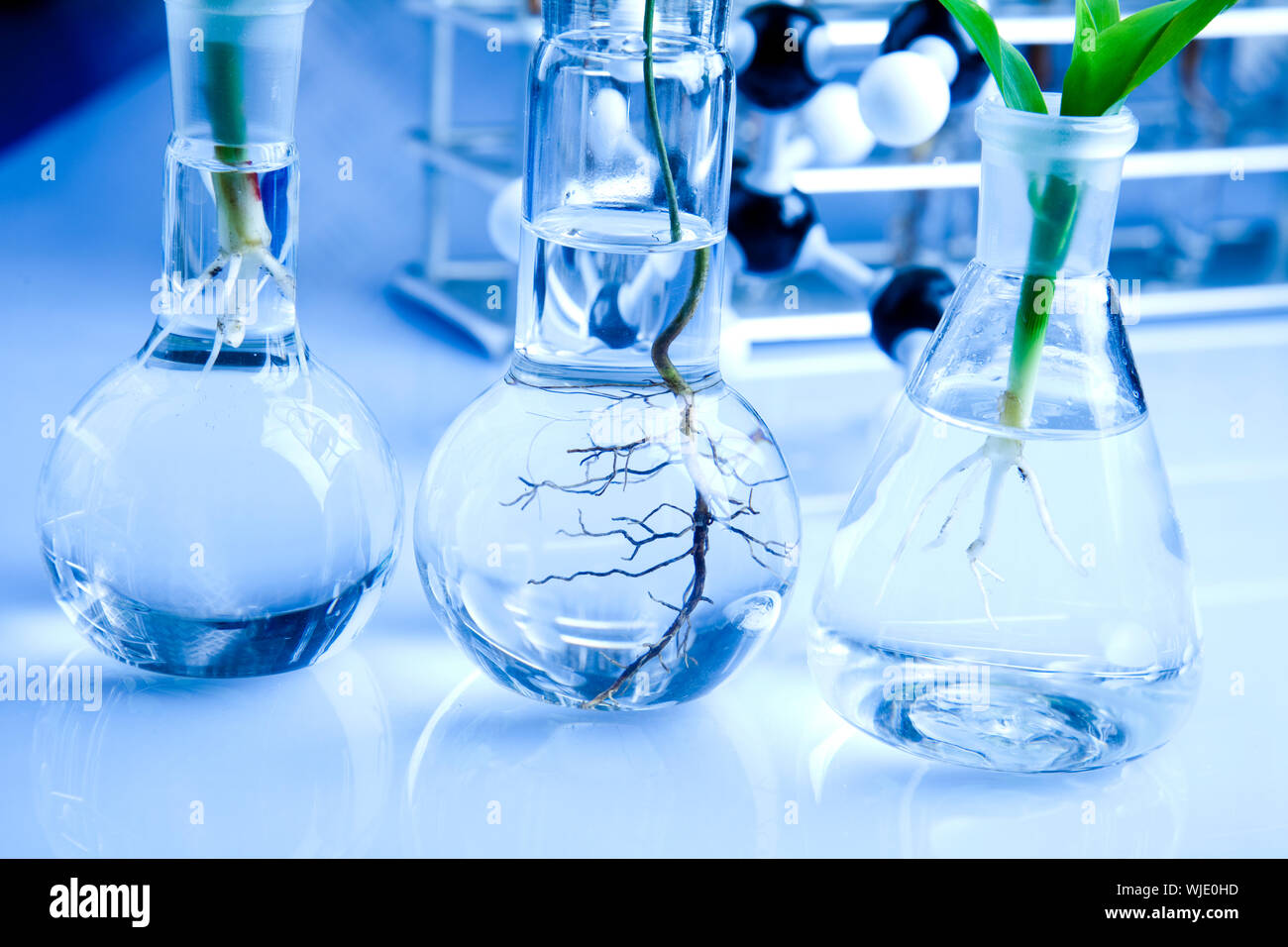 Ecology laboratory experiment Stock Photo - Alamy