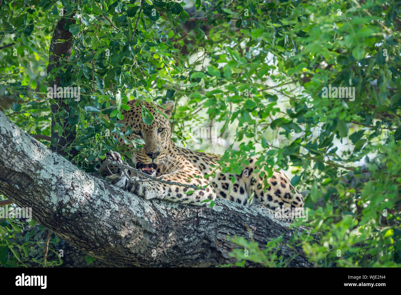 Leopard lying down in a tree in Kruger National park, South Africa ...