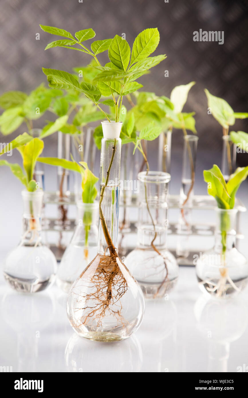 Plants and laboratory Stock Photo - Alamy