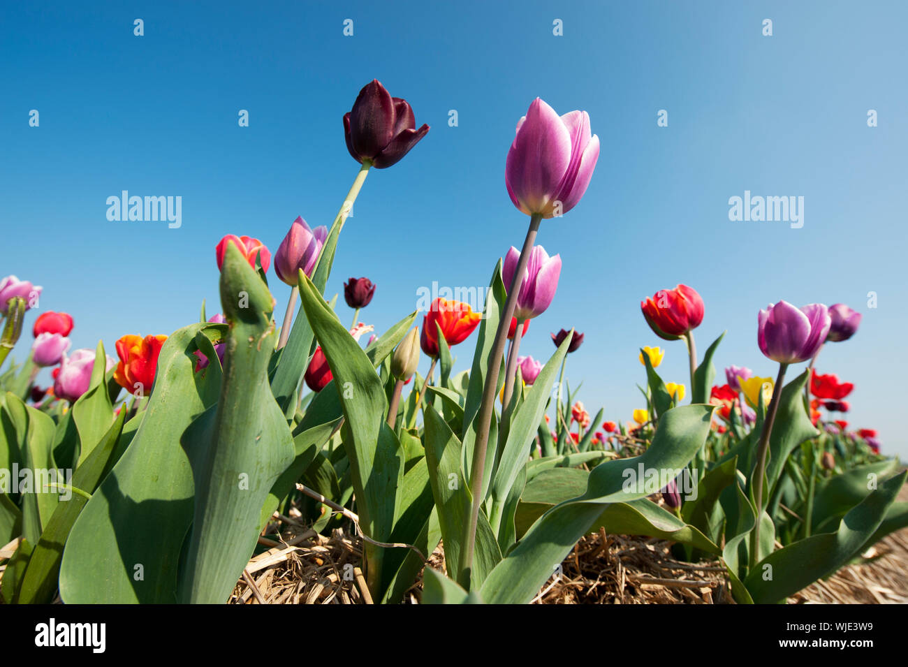 Colorful Dutch tulips in flower fields outdoor Stock Photo - Alamy