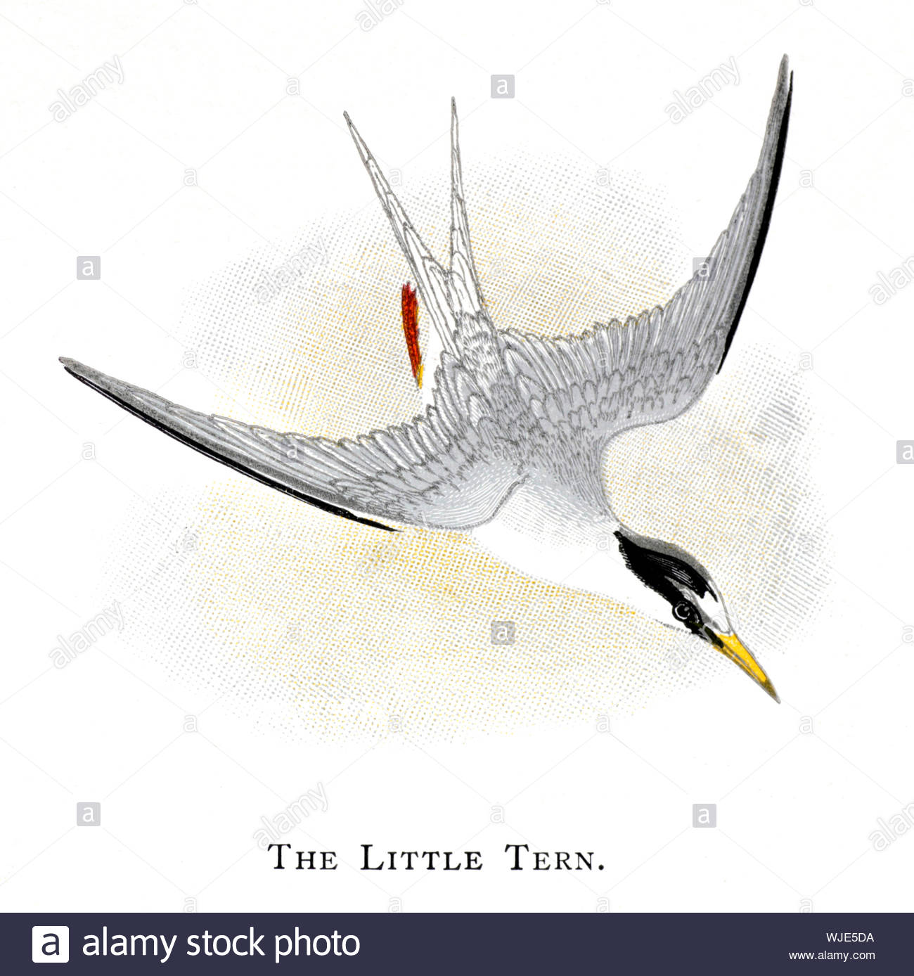 Flying tern drawing hi-res stock photography and images - Alamy